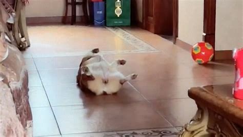 柯基胖的像头猪功夫倒是不错一个鲤鱼打挺就起来了功夫基 胖子
