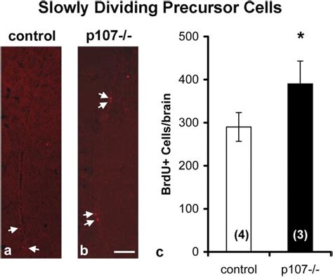 P107 Deficient Mice Have Higher Numbers Of Slowly Dividing Neural