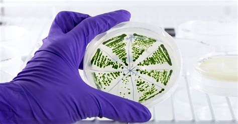 Microalgae A Promising Pathway To Sustainable Biofuels