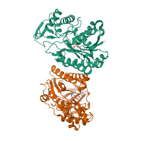 Rcsb Pdb 7xpp Crystal Structure Of Udp Glcglcnac 4 Epimerase With Nad
