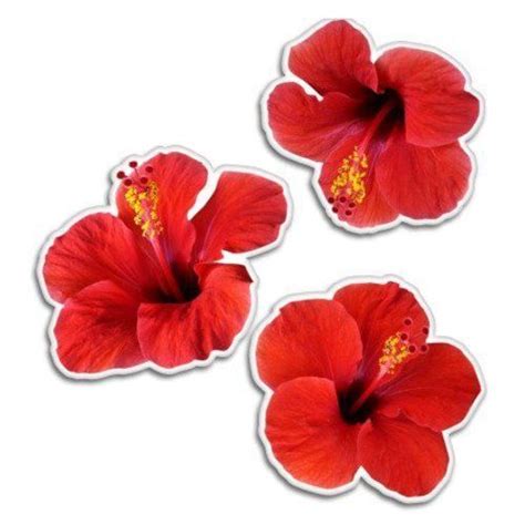 Hibiscus Set Of 3 Vinyl Sticker Select Size Ebay Floral Stickers