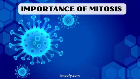 Importance Of Mitosis Fundamentals And Phases Explained