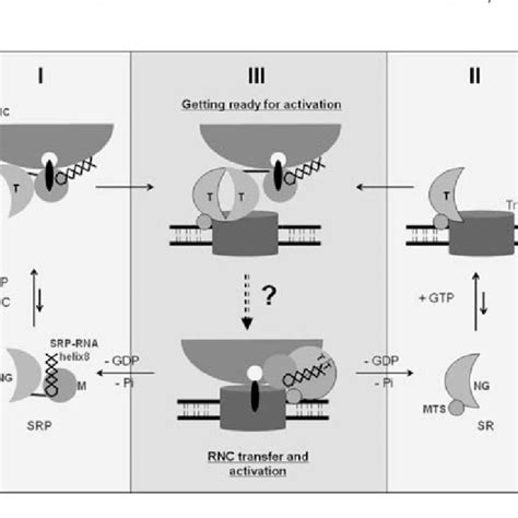 Schematic Representation Of The Srp Cycle Separated In Three Panels