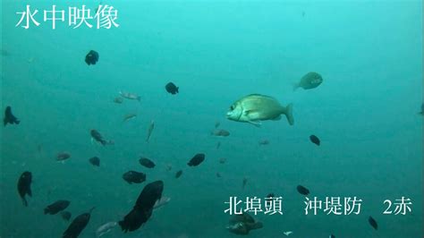 【水中映像】答えは全て水の中 鹿児島 沖堤防 Youtube