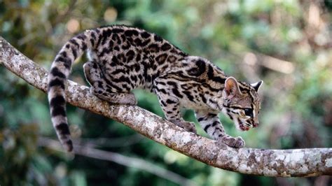 Margay