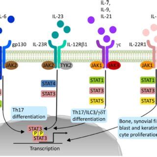 Function And Target Of JAK Kinases Schematic Representation Of