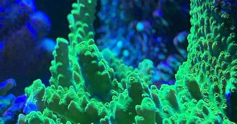Coral Album On Imgur