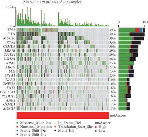 A Difference In Tumor Burden Mutation Between Two M⁶a Score Groups In