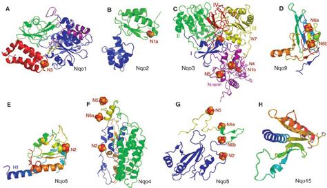 The Folds Of Individual Subunits Fe S Centers Are Shown As Red Spheres