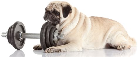 Pug Health Information About Pug Health