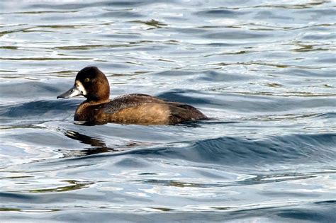 Lesser Scaup Duck Bird Free Photo On Pixabay Pixabay