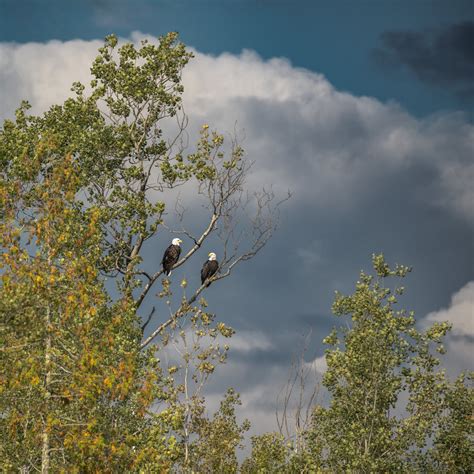 Solve Bald Eagles Jigsaw Puzzle Online With 100 Pieces