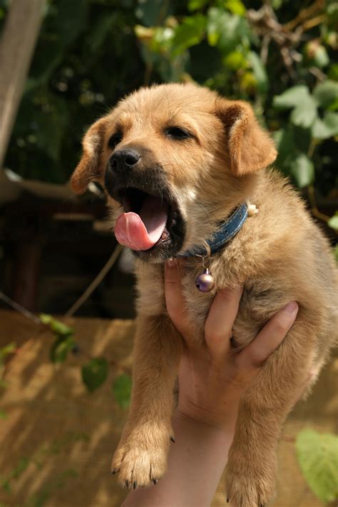有关亲热 人 人类最好的朋友 伴侶 动物爱好者 友善的犬科动物 友好的宠物 可爱的狗狗表情 国内宠物 宠物主人 宠物互动