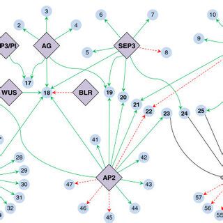 Connectivity Map Of TF Gene Interactions As Deduced By NCA Connections