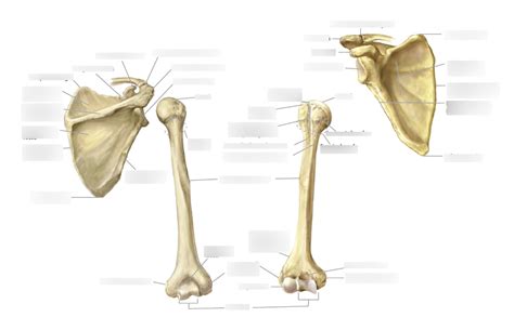 Lab 10 Appendicular Skeleton Pectoral Girdle Diagram Quizlet