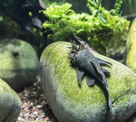 Perfil De Espécies De Peixes Aruanã Point Pet