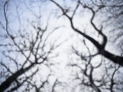 Blurred Tree Nature Royalty Free Photo