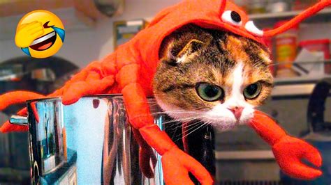 Funniest Animals 2023 😇 Funny Dogs 🐶 And Cats 😺 Videos Youtube