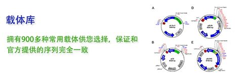 Pbluescript Ii Ks 载体 Pbluescript Ii Ks 质粒 Pbluescript Ii Ks 价格 品牌