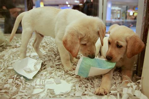 Estudio revela que el hombre habría domesticado a los perros en dos
