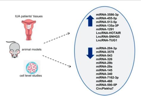 Figure 1 From Role Of Noncoding Rna In The Pathophysiology And