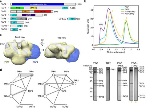 Taf8 Promotes Taf2 Incorporation In Tfiid A Tfiid Components