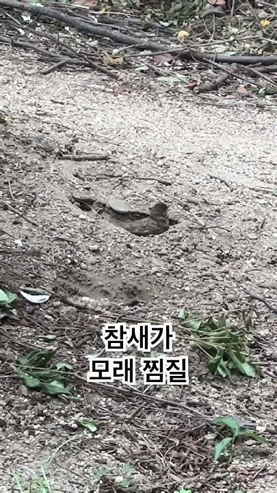 참새가 모래찜질 Youtube