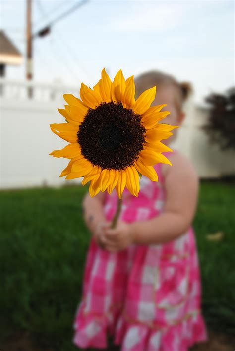Sunflower Girl Photograph By Nikki Bajda Fine Art America
