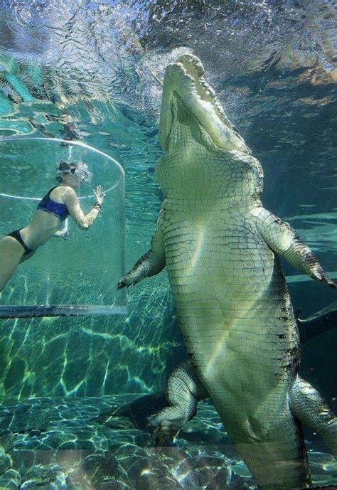 Criaturas en las que la naturaleza no escatimó ni en color ni en fantasía Genial