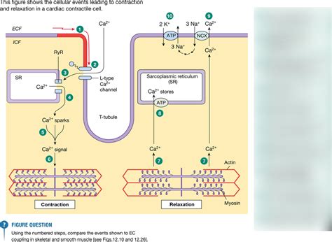 Figure 1410 Cardiac Ec Coupling Diagram Quizlet