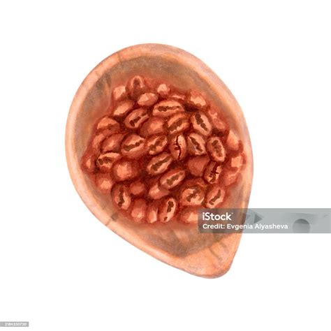 커피 콩을 곁들인 나무 숟가락 평면도 수채화 및 마커 그림 로부스타와 아라비카 맛의 씨앗 손으로 그린 고립 된 예술 국제 커피의