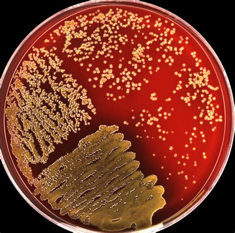Dr Microbe