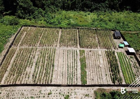 BERNAMA On Twitter Kebun Mandiri Orang Asli KebunMandiriOA