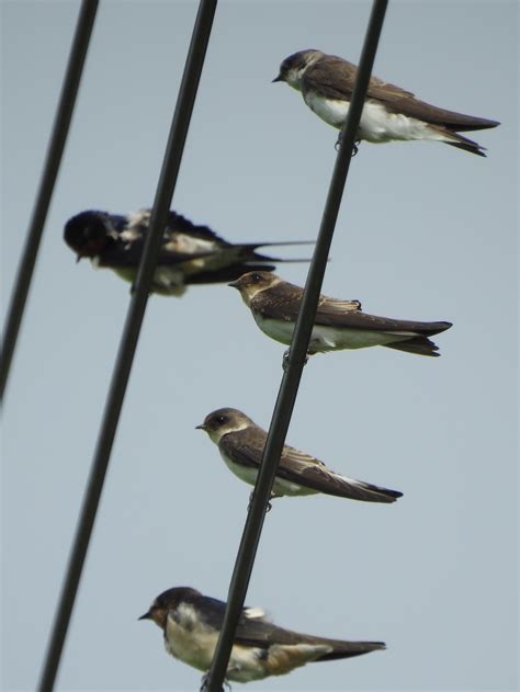 ショウドウツバメ 2017 08 21 日本の野鳥識別図鑑