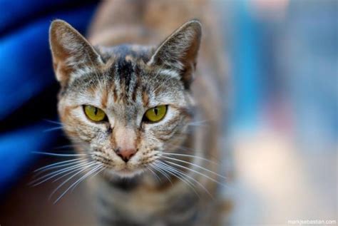 El Tercer Párpado Del Gato