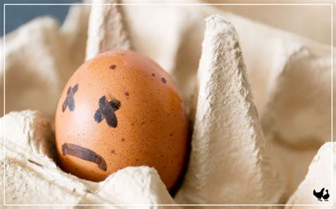 Rotten Chicken Egg