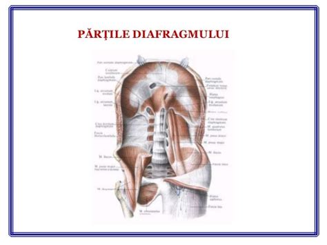 Muşchii Toracelui Diafragmul