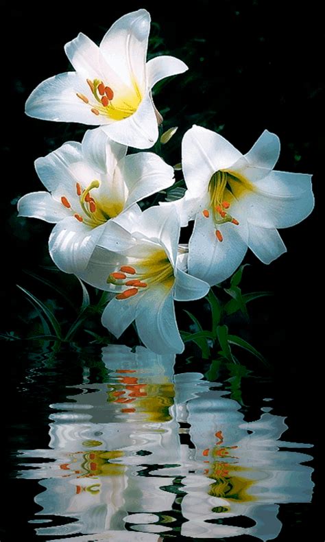 Ender Lilies 