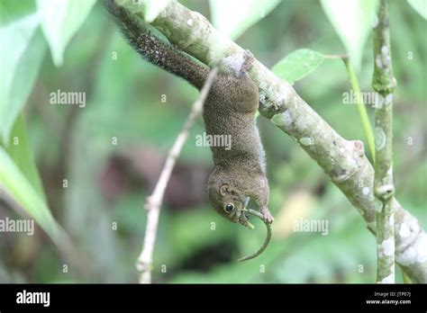 Slender Squirrel Sundasciurus Tenuis In Mt Kerinci Sumatra