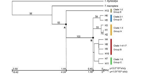 Clock Constrained Maximum Likelihood Ml Tree For Twelve Cpdna