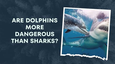 Are Dolphins More Dangerous Than Sharks Revealing The Truth