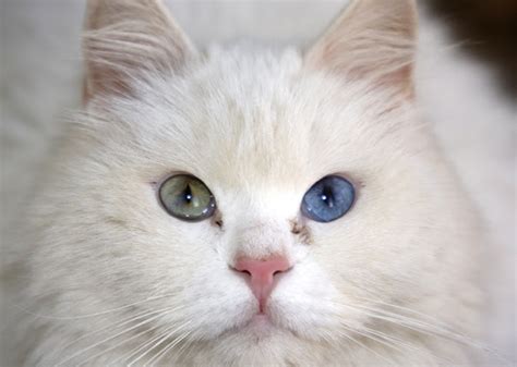 Pet Louko Gato Com Olhos De Cores Diferentes