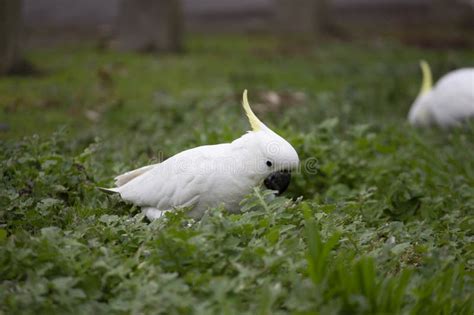 White Beautiful Australian Cockatoo Parrot Showing Gorgeous Crest Stock