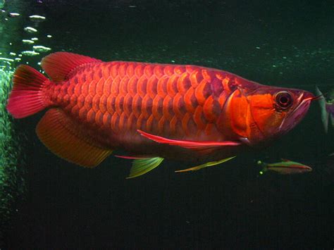 Super Red Arowana Scleropages Legendrei ~ My Pet