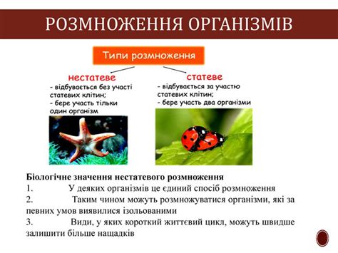 Розмноження організмів