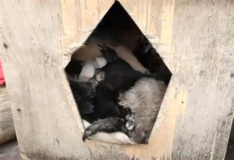 林中跑出6只小狗，爱犬非但不叫还让出狗窝宠界新闻