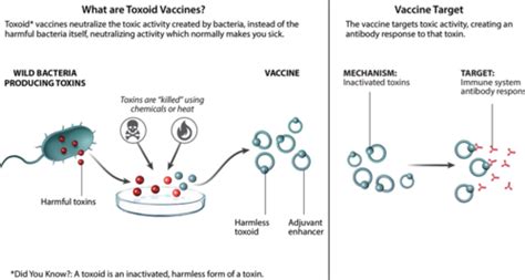 Infection 2 Toxoid Vaccines Flashcards Quizlet