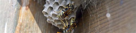 Hornet Nest Removal Services Emergency Hornet Nest Removal