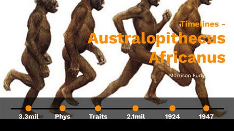 Timelines Australopithecus Africanus By Morrison Rudy On Prezi