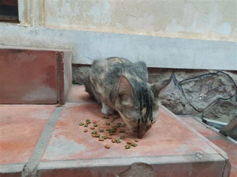 Stray Animal Rescue Initiative In Siem Reap Cambodia Gogetfunding